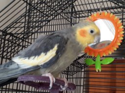 Janet_rabbit | Diabetes Forum • The Global Diabetes Community