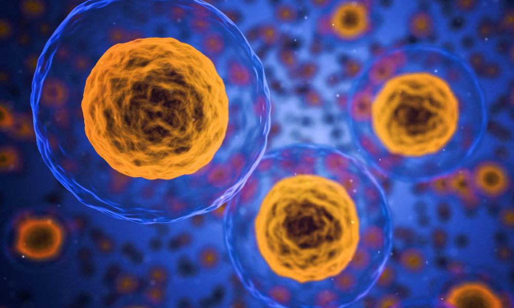 Beta Cells - What They Do, Role in Insulin