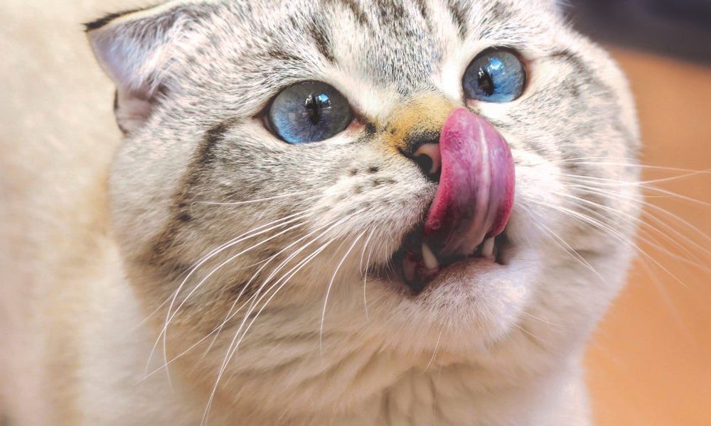 Diabetes In Cats Feline Diabetes diabetes-in-cats-feline-diabetes