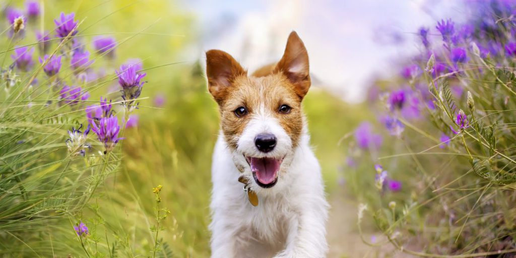 Hypo Alert Dogs - How Dogs Recognise Hypoglycemia