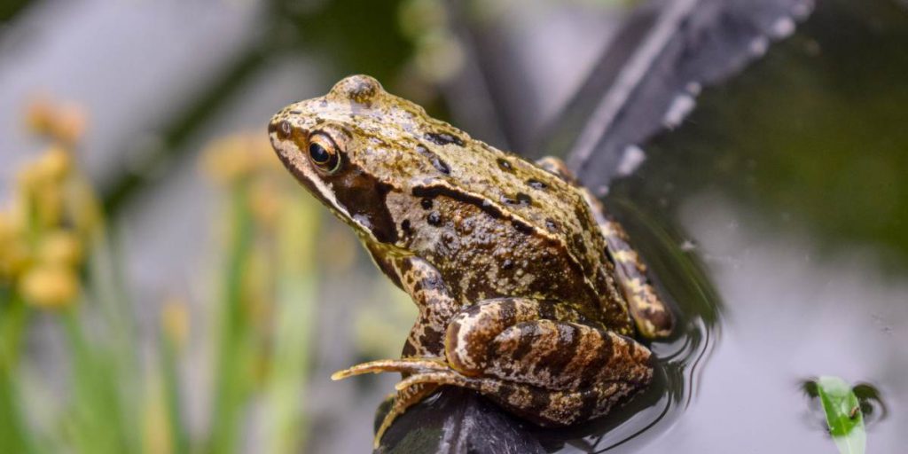 New type 2 diabetes treatment could come from frogs